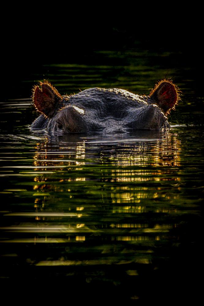 Mastering High Key and Low Key Photography: Tips and Examples ...